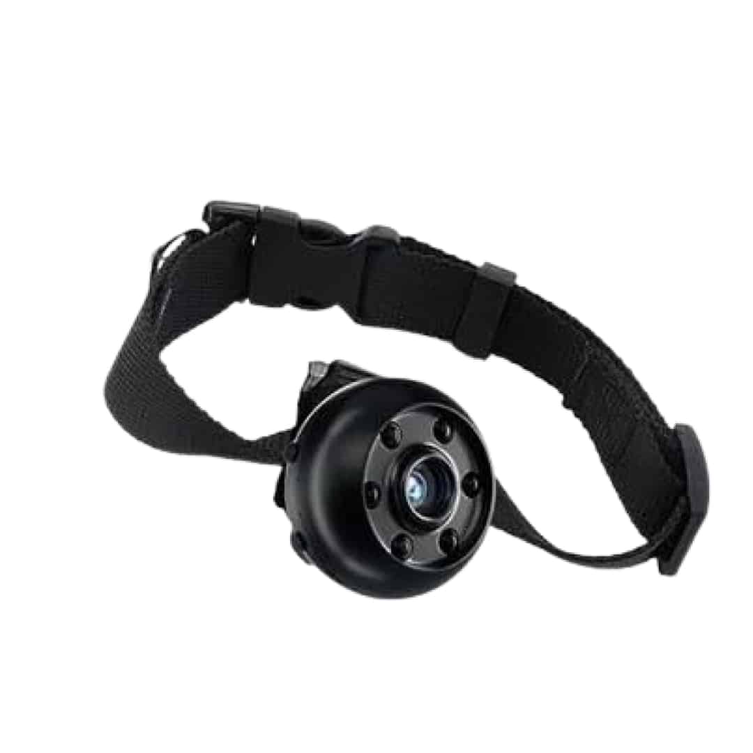 Best 5 Dog Collar Cameras of 2026: Unlock Your Pet's Secret Adventures ...